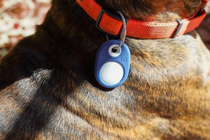 5 Essential Features of Apple AirTag for Your Dog
