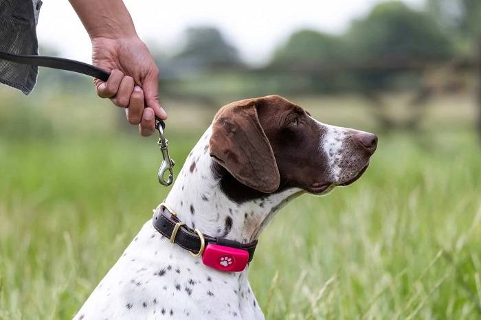 The Top 5 Benefits of Using Dog AirTags for Pet Owners