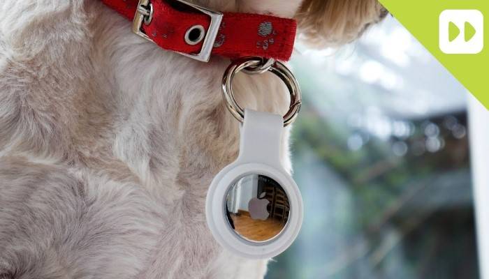 5 Essential Features of Apple AirTag for Your Dog